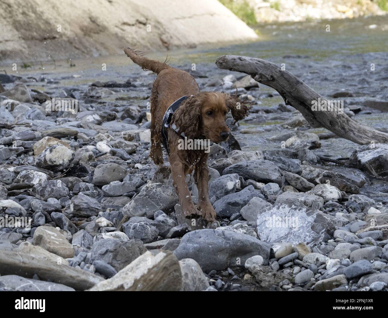 Happy english cocker spaniel while playing in the river Stock Photo - Alamy