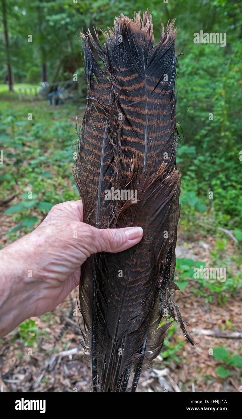 Hand holding the feathered remains of a wild turkey in a wooded area of ...