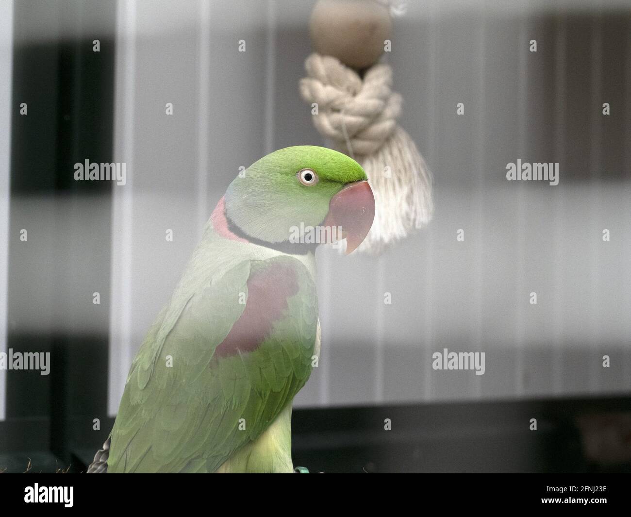 african green parrot bird portrait in a cage Stock Photo - Alamy