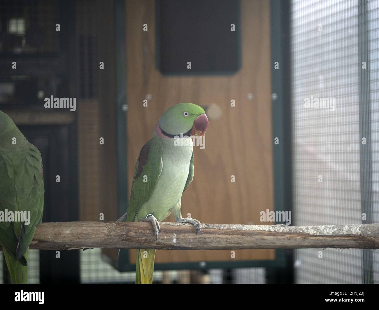 African grey parrot in a cage hi-res stock photography and images - Alamy