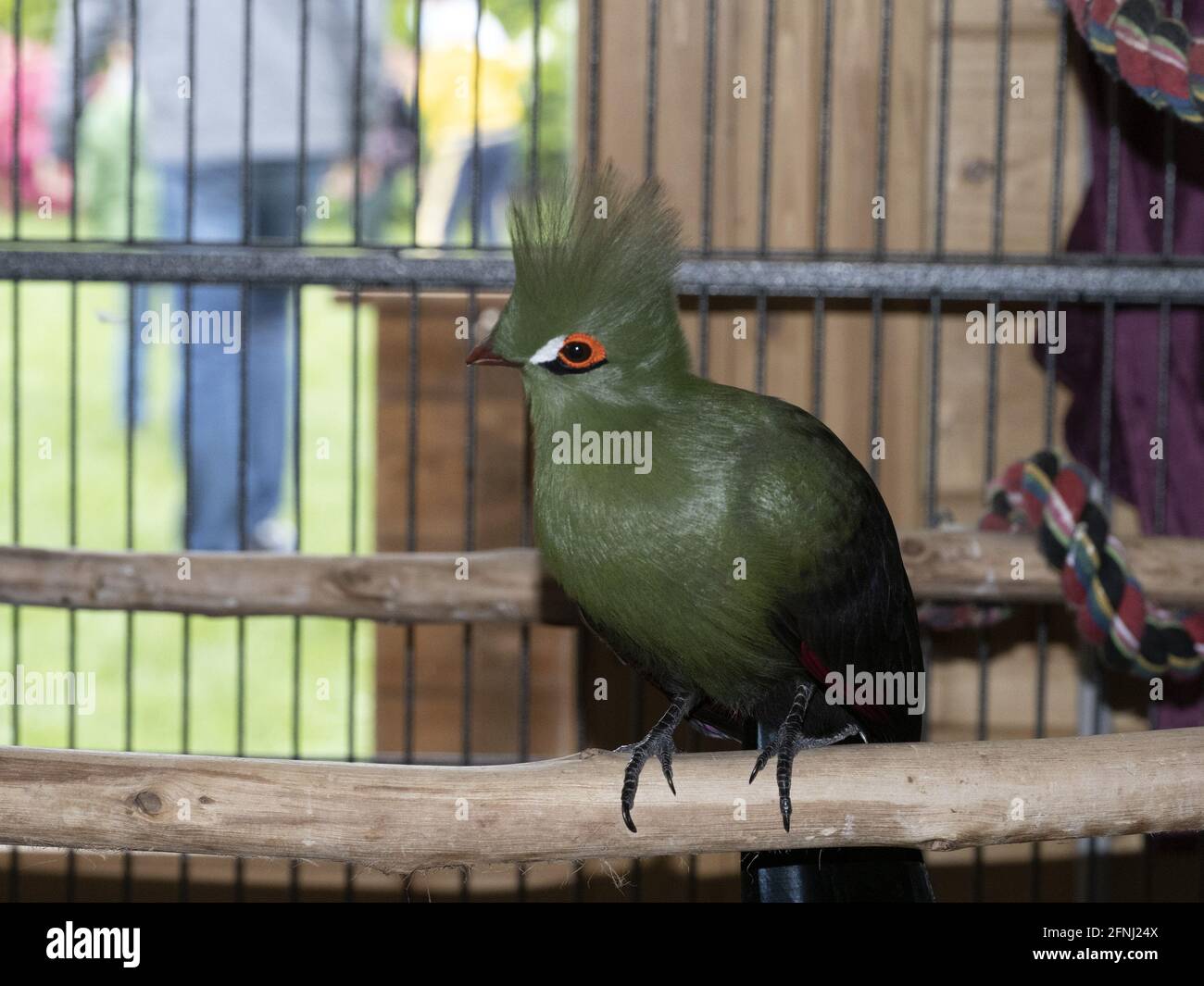 african green parrot bird portrait in a cage Stock Photo - Alamy