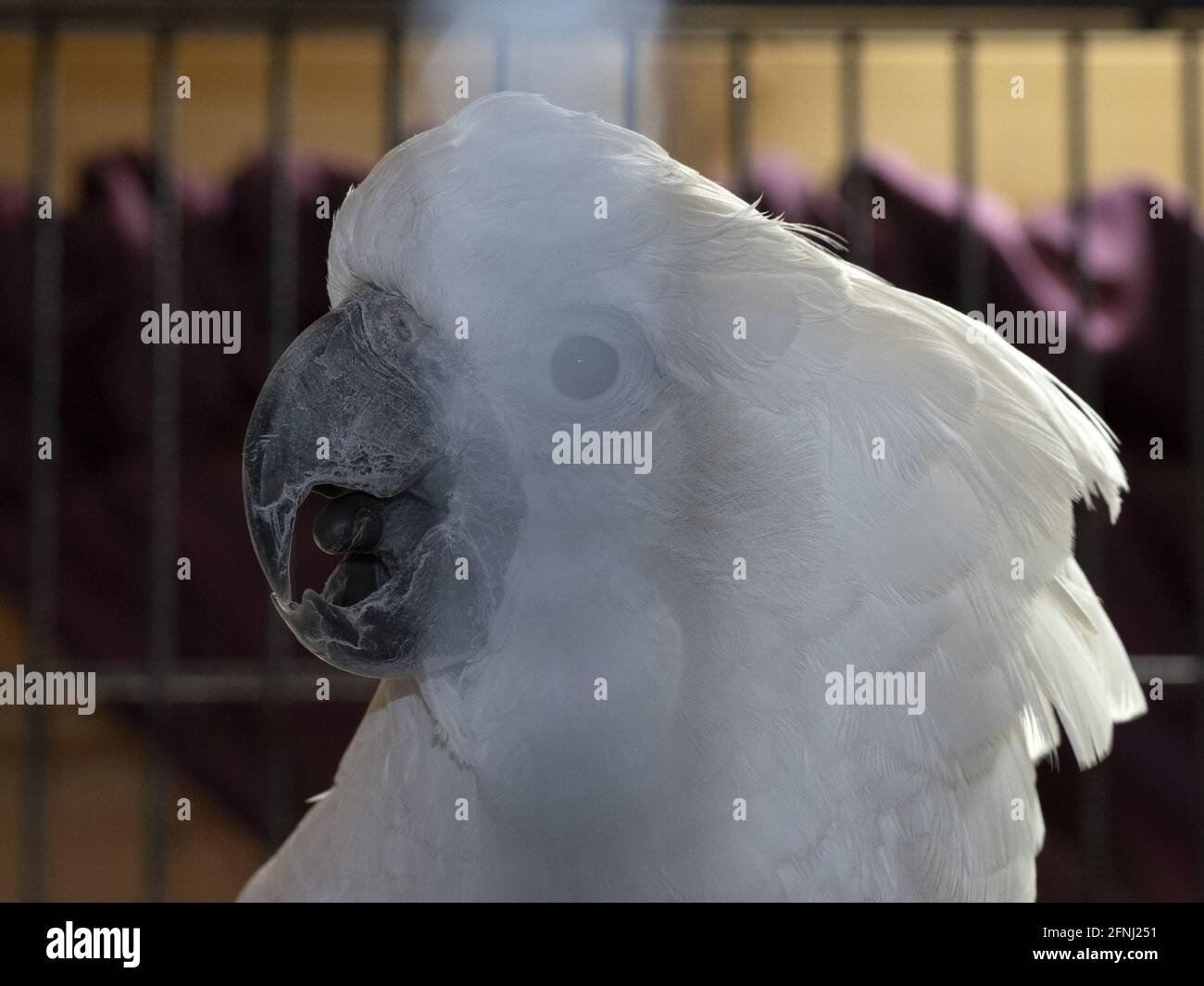 Cacatua bird in a cage detail Stock Photo - Alamy