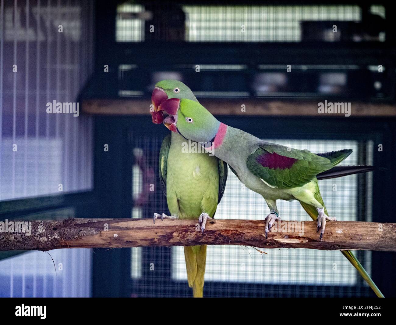 African green parrot hi-res stock photography and images - Alamy
