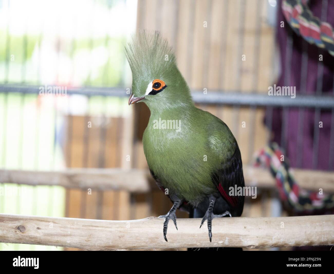 african green parrot bird portrait in a cage Stock Photo - Alamy