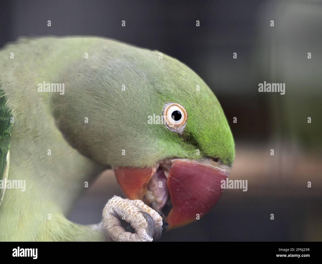 African grey parrot in a cage hi-res stock photography and images - Alamy
