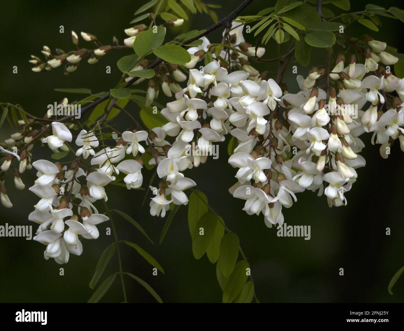 Acacia tree white flower detail close up Stock Photo - Alamy