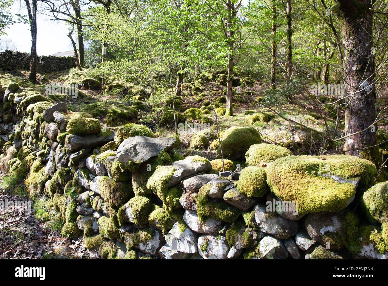 Moss on rock Stock Photo - Alamy