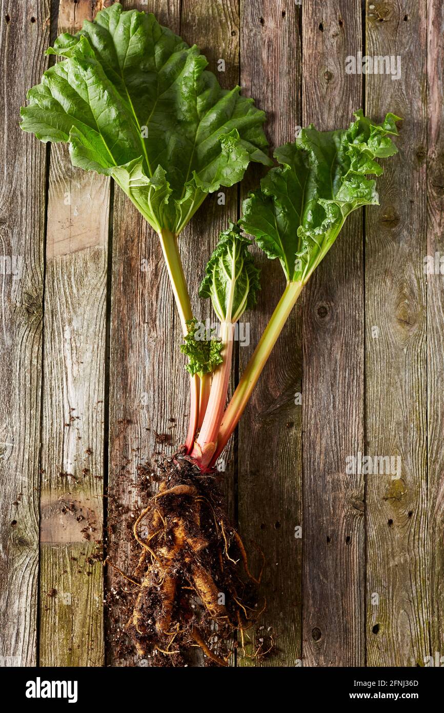 Table with roots hi-res stock photography and images - Alamy
