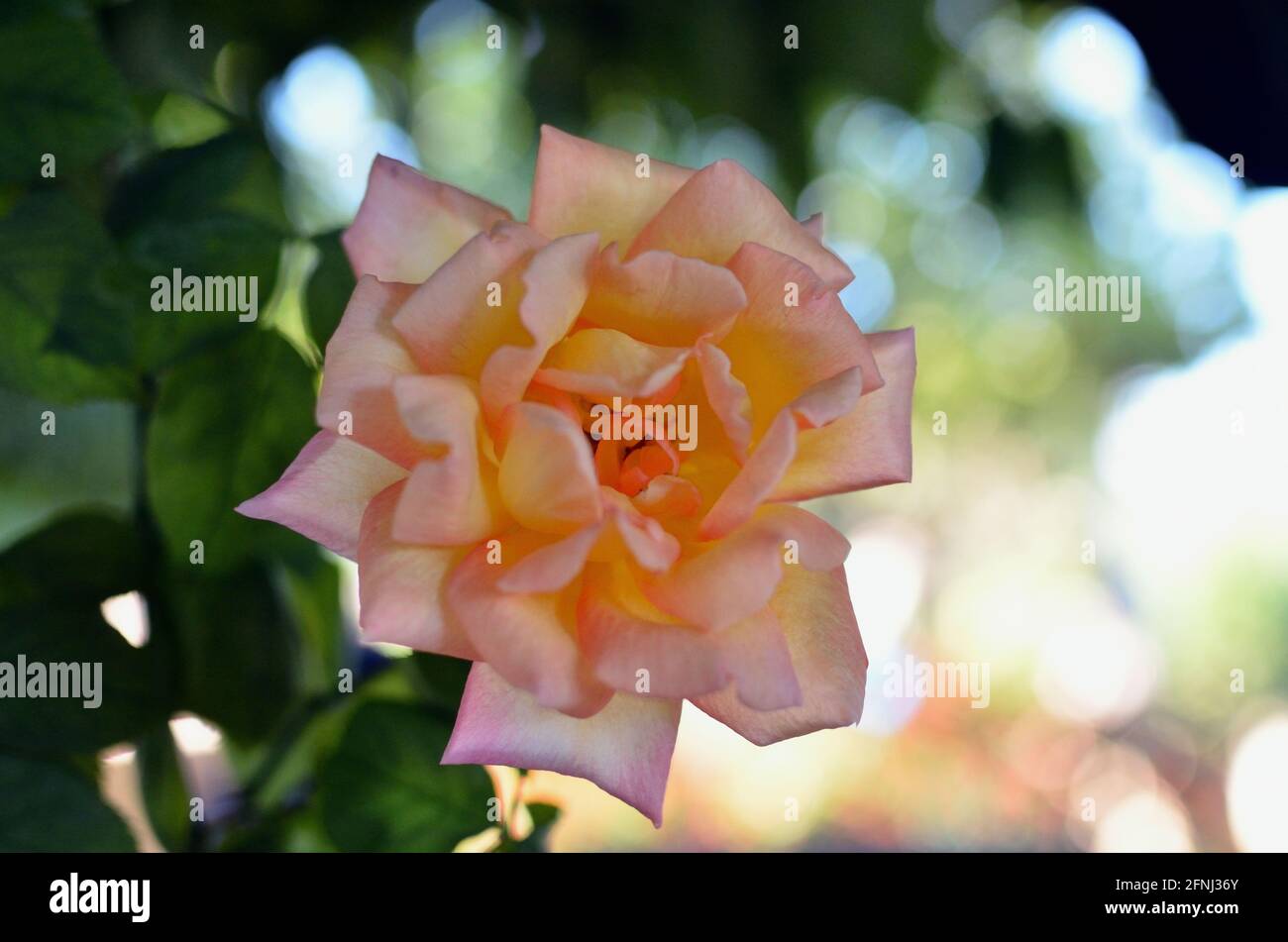 Yellow rose with pink edges hi-res stock photography and images - Alamy