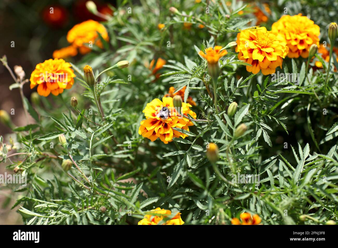 African Marigold is a big, flamboyant, colorful punch of color for the ...