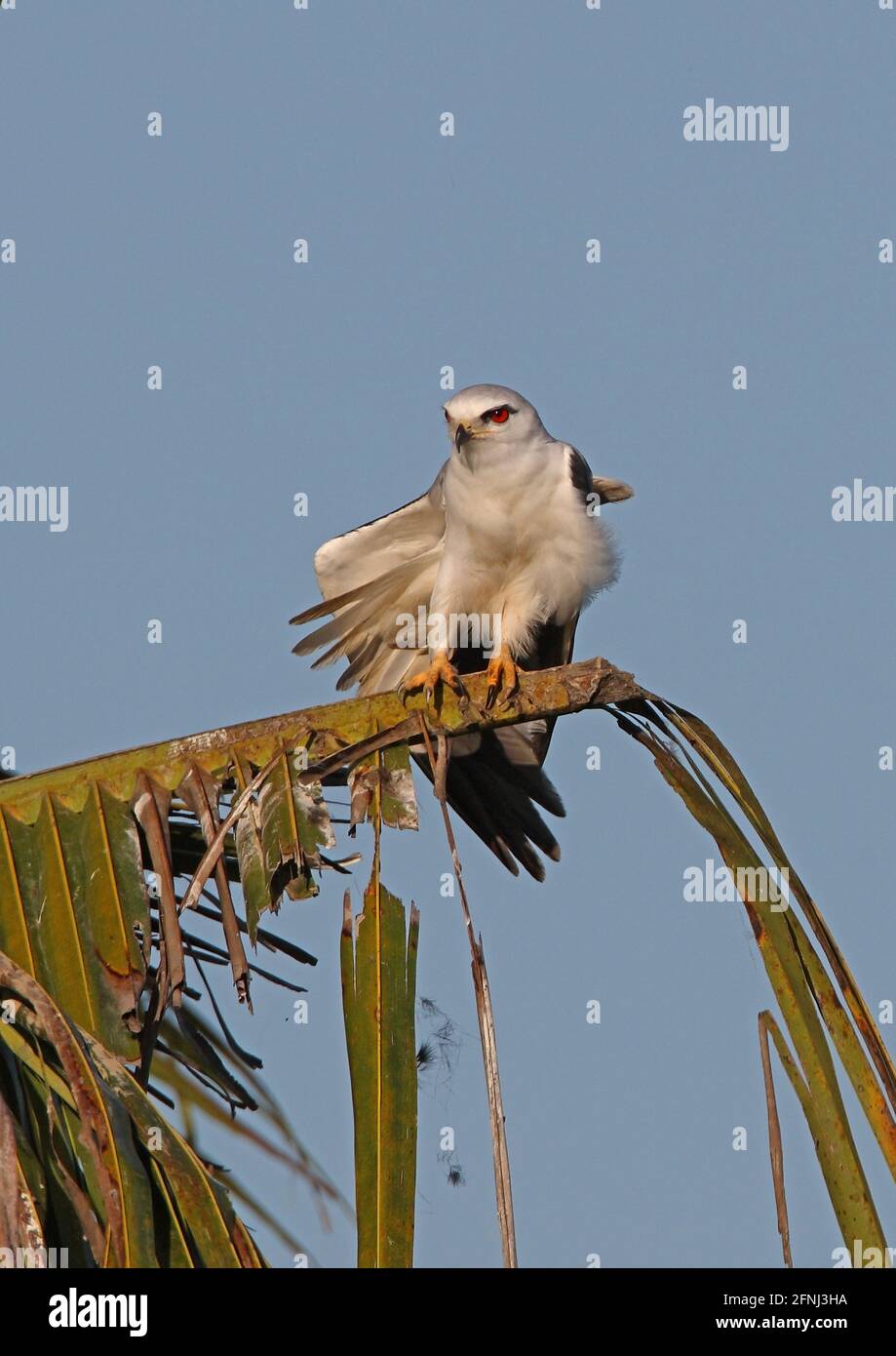 Black shouldered kite elanus caeruleus hypoleucos adult hi-res stock ...