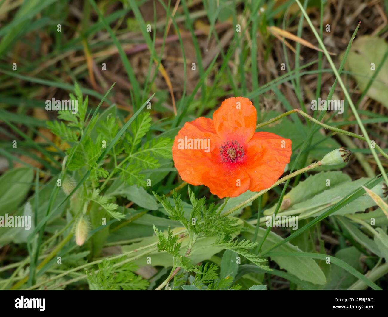 Poppies in spring season, photographed in the province of Barcelona ...
