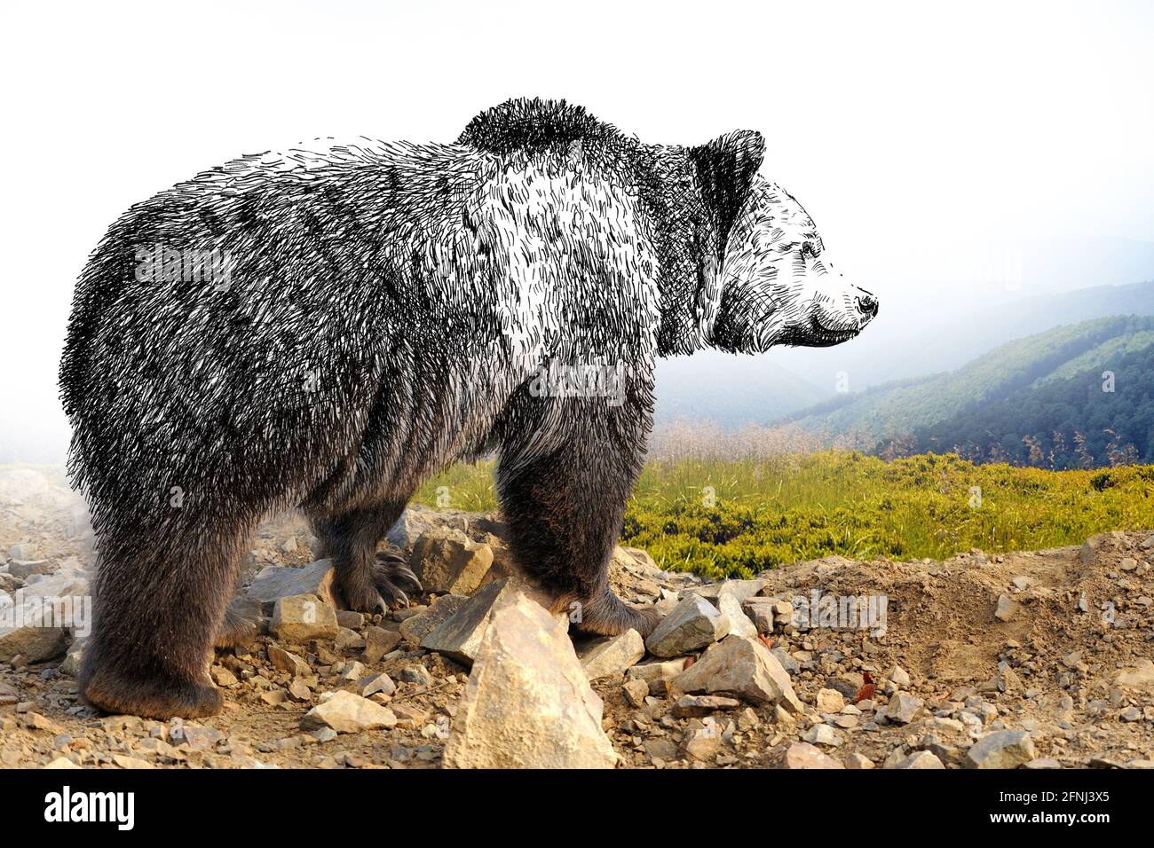Sketch graphics monochrome illustration and photo bear combination ...