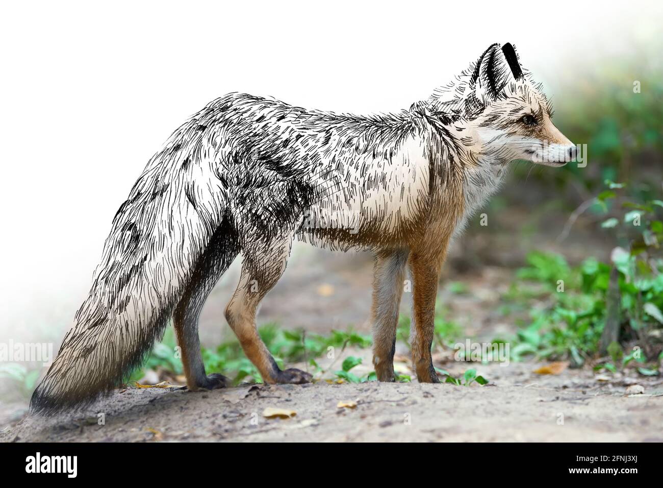 Sketch graphics monochrome illustration and photo red fox combination ...