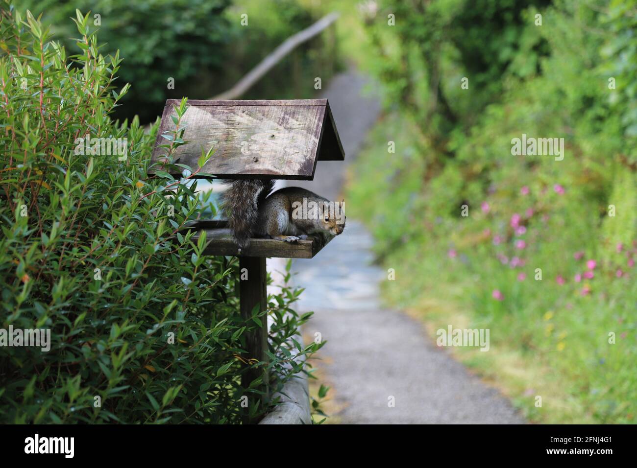 Grey squirrel bird table hi-res stock photography and images - Alamy
