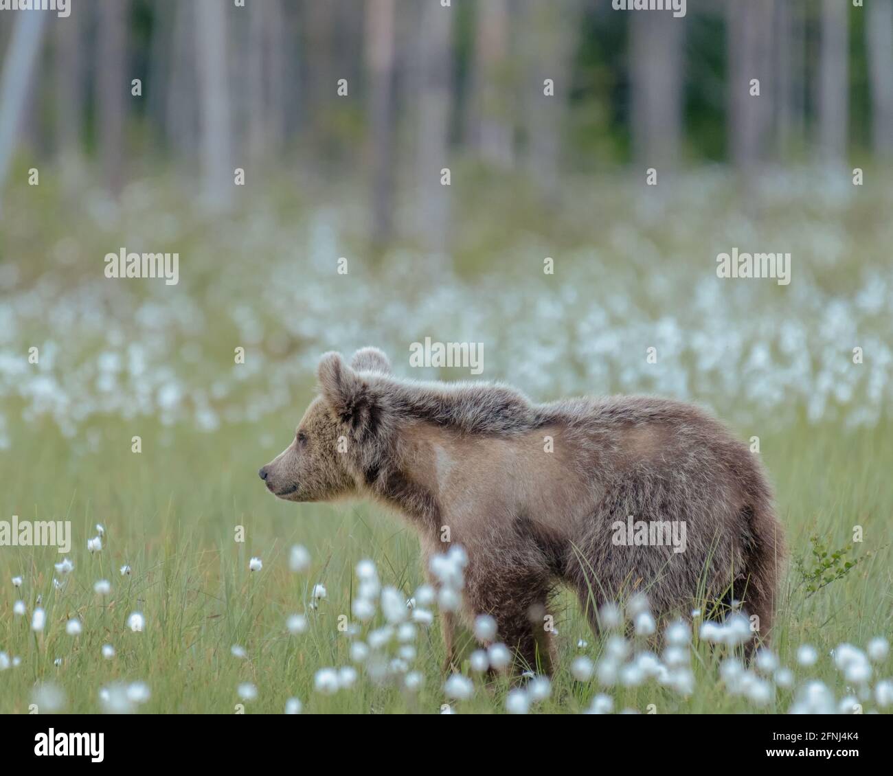 Shedding of Young Brown bear (Ursus arctos) fur Stock Photo - Alamy
