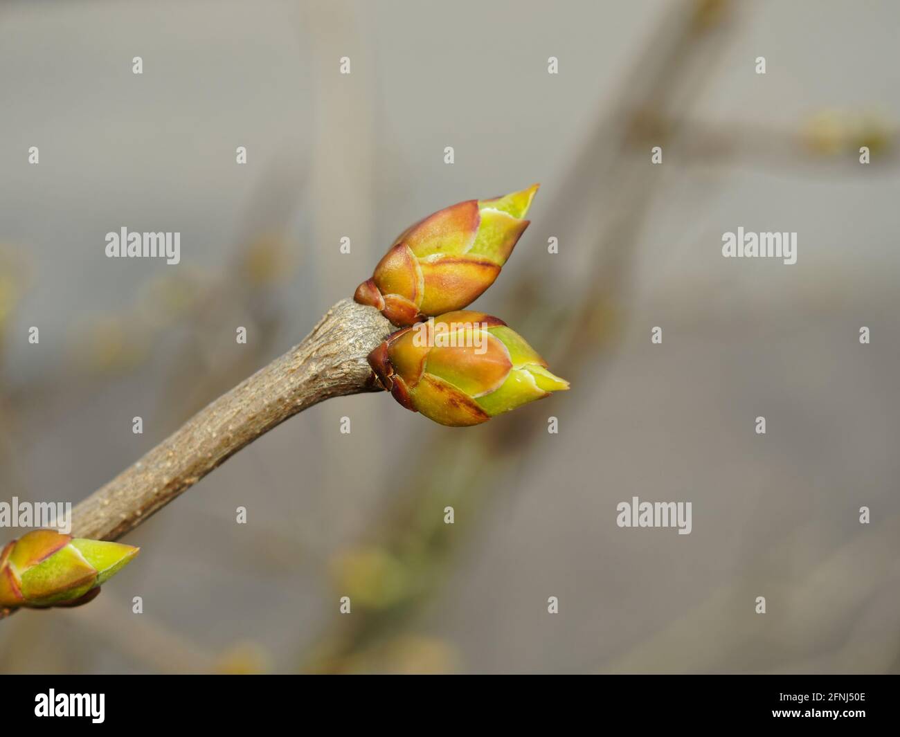 Two leaf buds grow on the of a small branch Stock Photo - Alamy