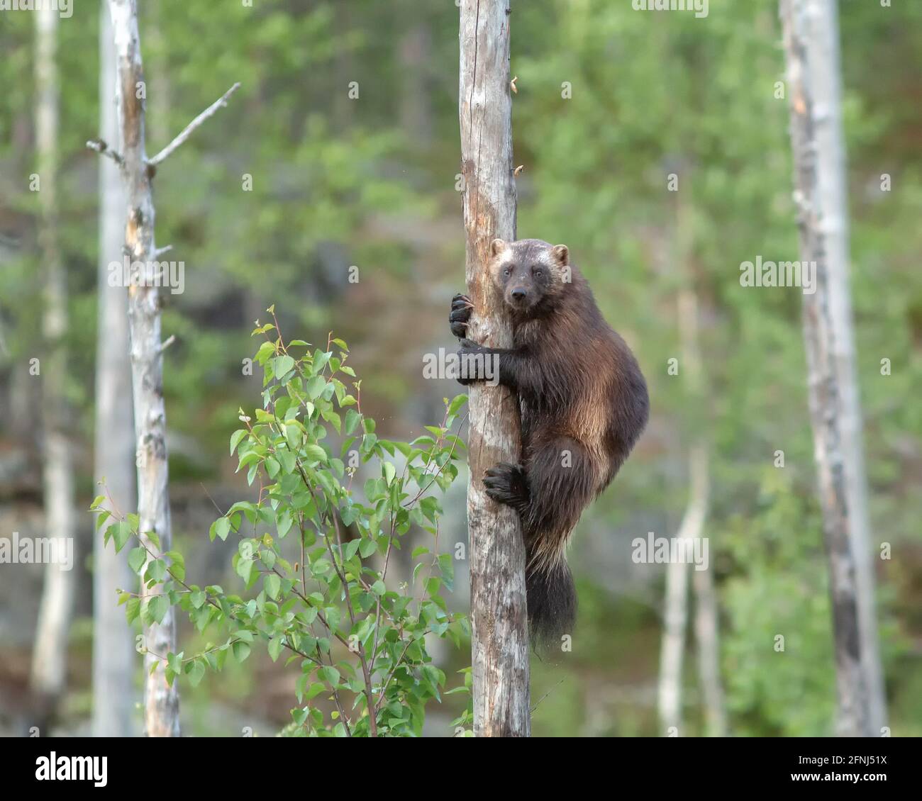 Nordic wolverine hi-res stock photography and images - Alamy