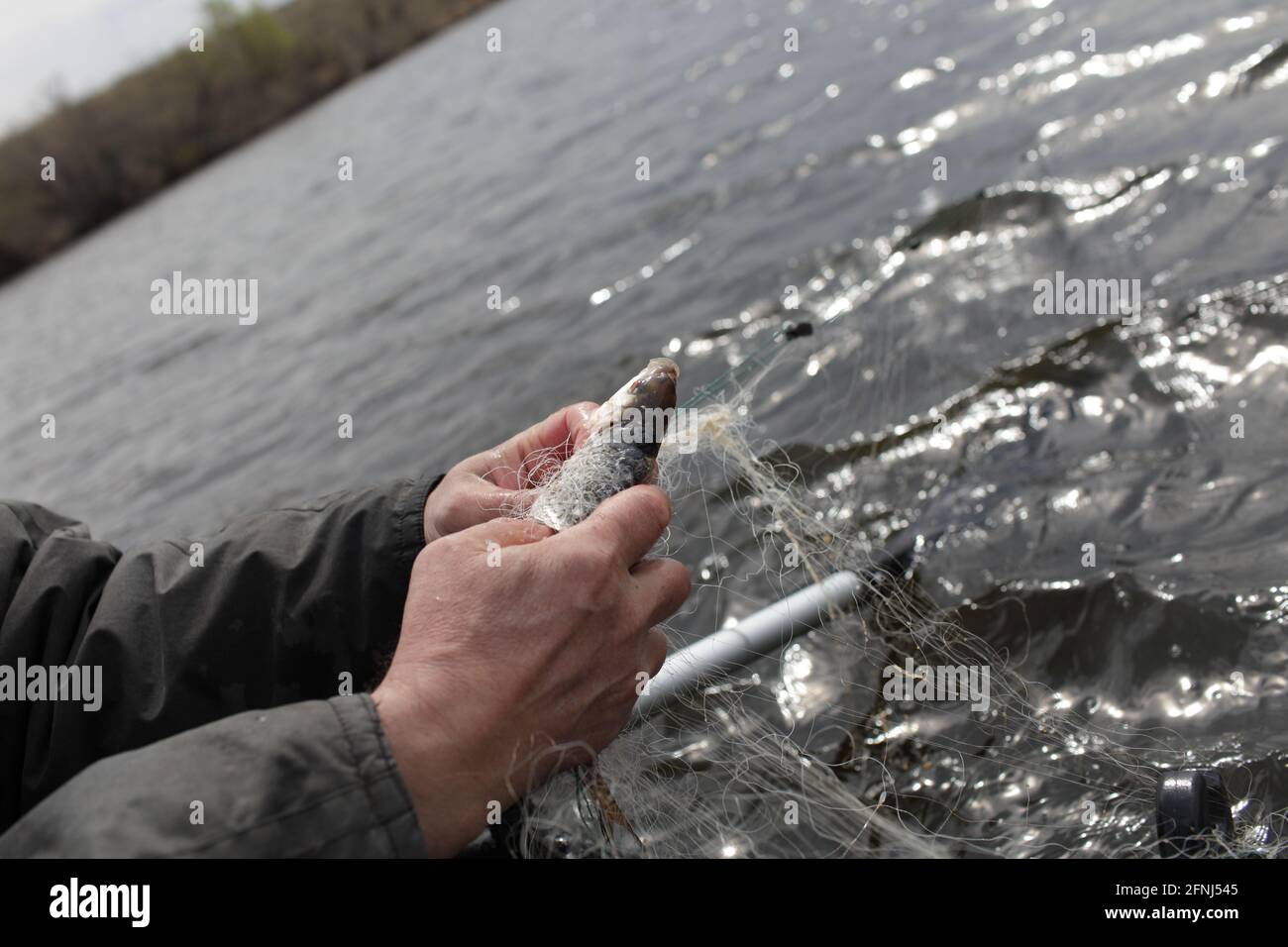 Fisherman harvesting fish on net hi-res stock photography and images ...