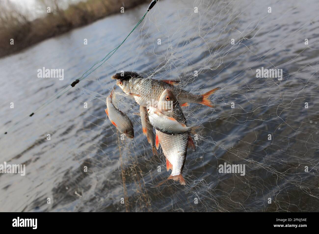 Catching fishes in a fishing net on the river background Stock Photo ...