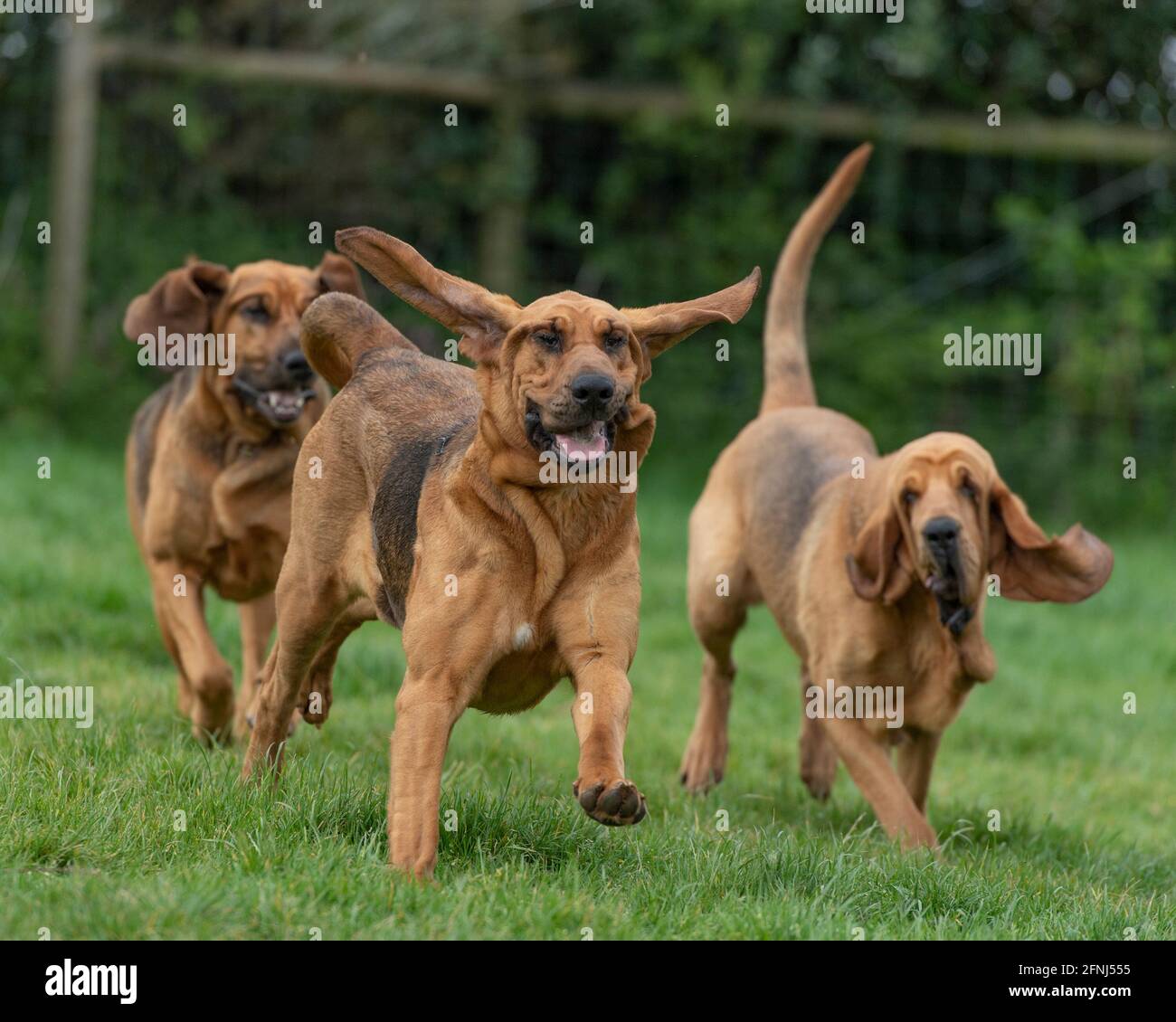 Bloodhounds hunting hi-res stock photography and images - Alamy