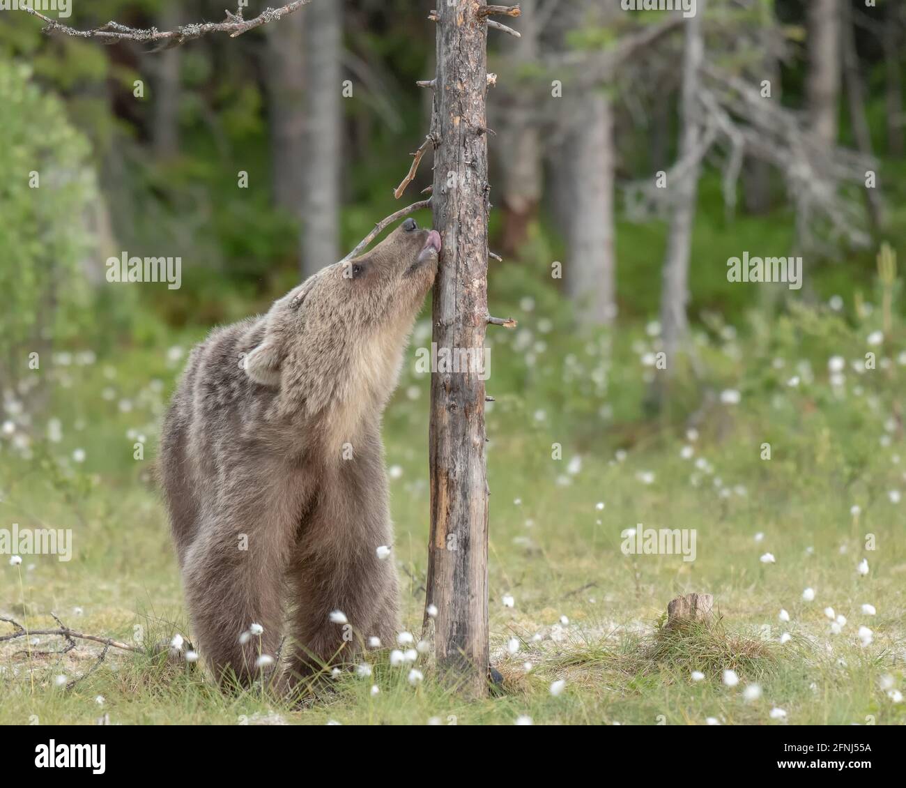 Brown bear (Ursus arctos) licking the tree in Finnish bog Stock Photo ...
