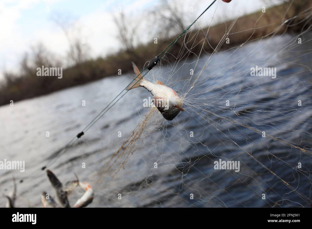 The caught fish in a net on a river Stock Photo - Alamy