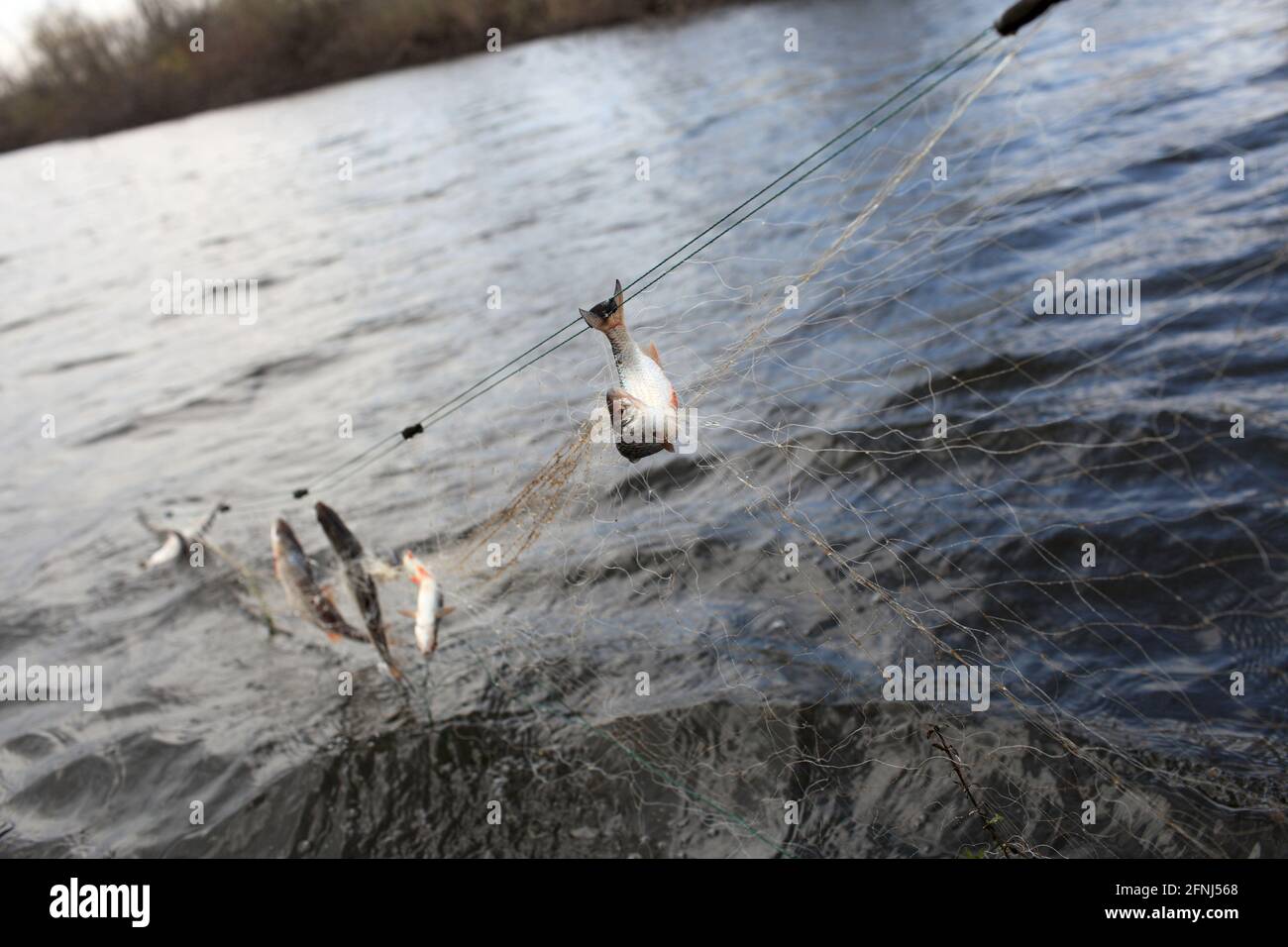 The caught fishes in a fishing net on a river background Stock Photo ...