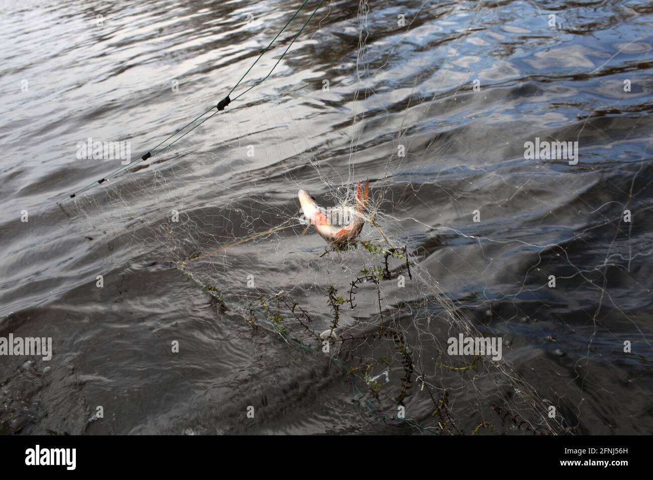 Catching fish in a fishing net on the river background Stock Photo - Alamy