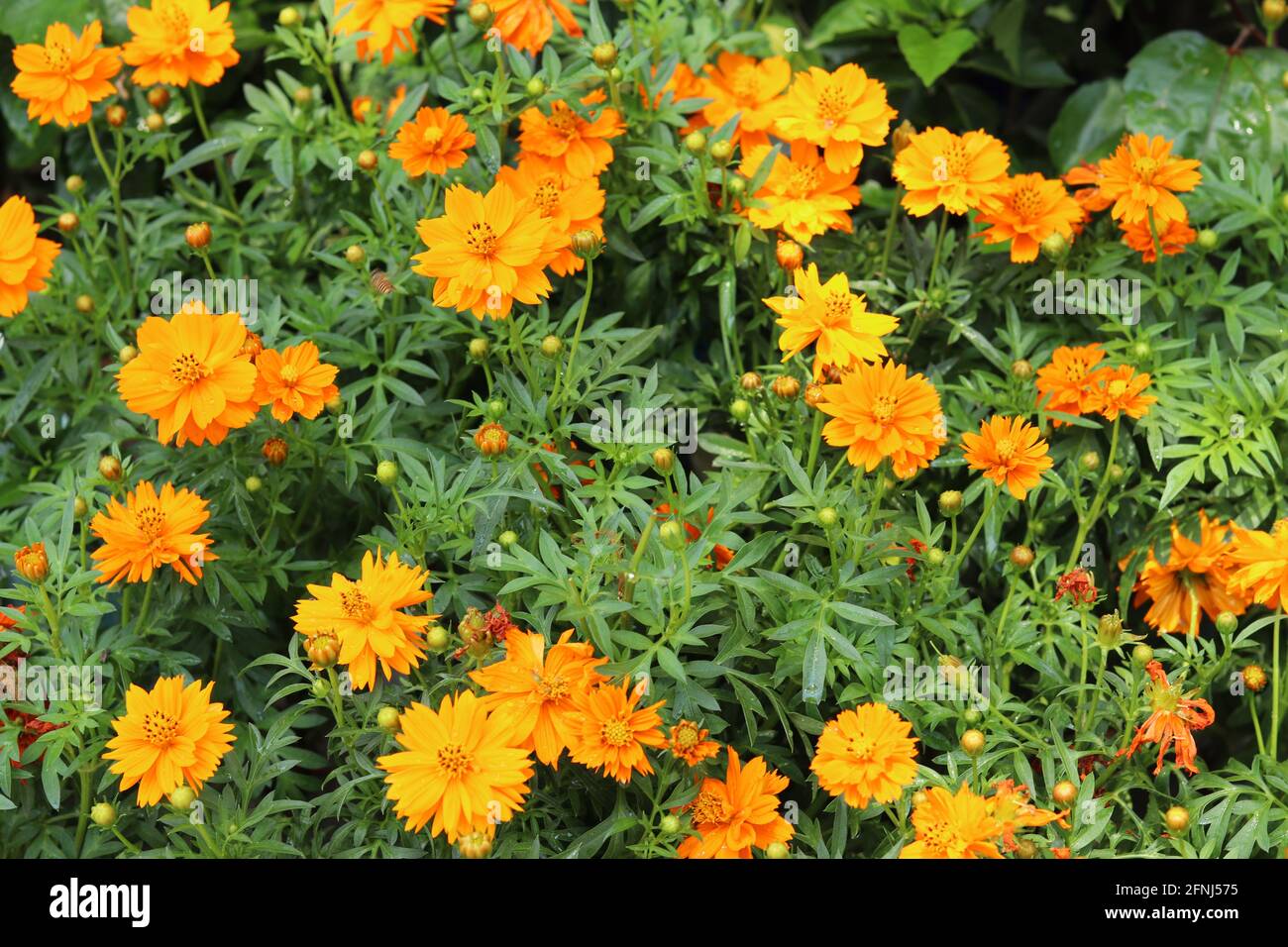 orange flower garden Stock Photo - Alamy