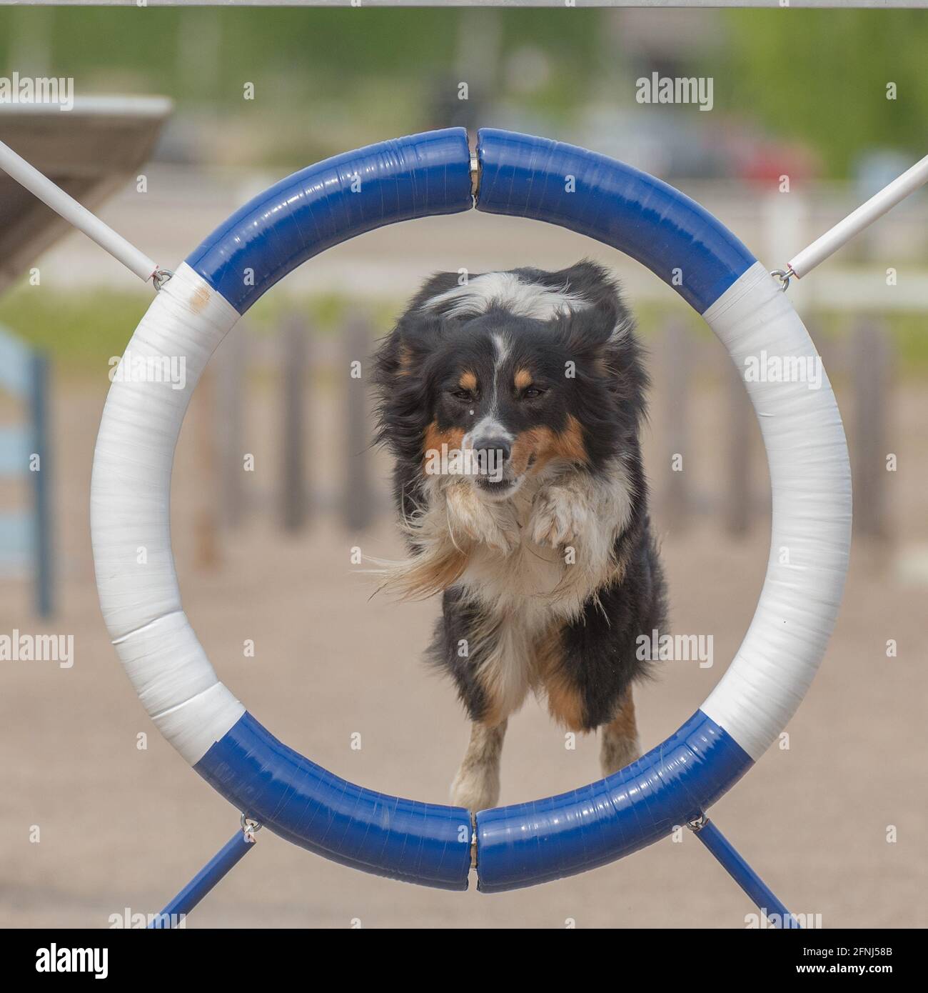 Dog jumps through hoop hi-res stock photography and images - Alamy
