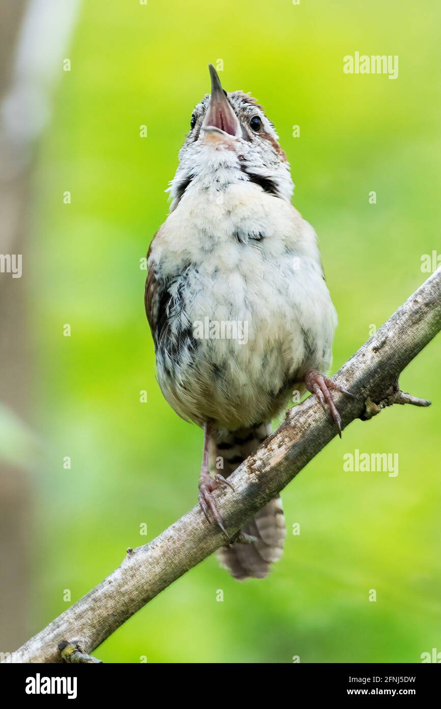 Wren singing spring hi-res stock photography and images - Alamy