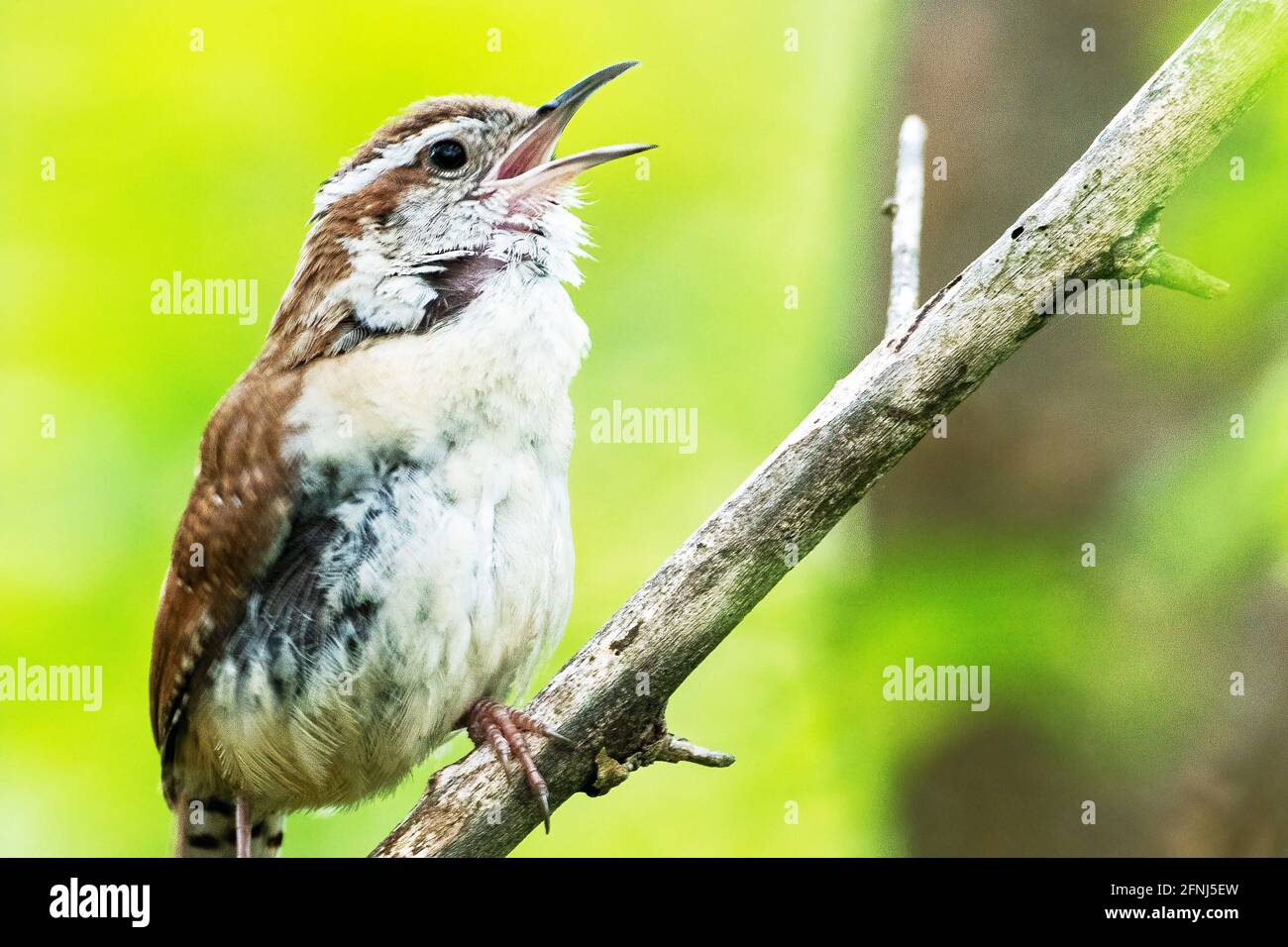 Wren singing spring hi-res stock photography and images - Alamy