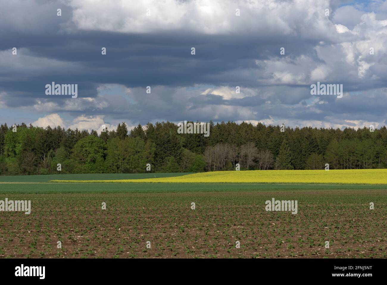 Agricultural fields, one with yellow Rapeseed and dramatic, dark clouds ...