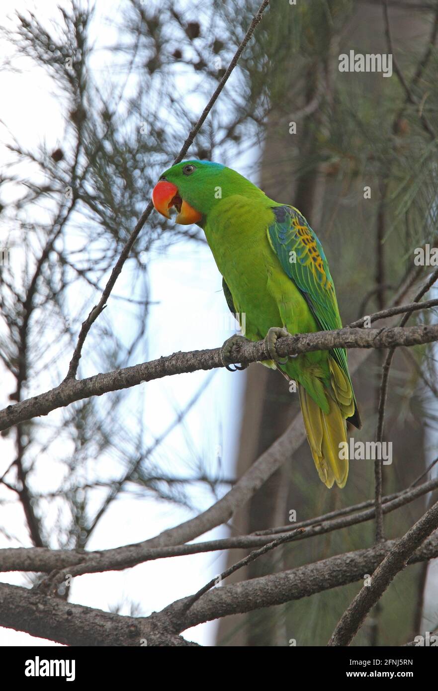 Blue-naped Parrot (Tanygnathus lucionensis salvadorii) adult perched on ...