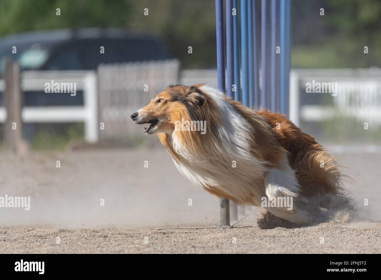 Border collie jumping poles at agility show hi-res stock photography ...