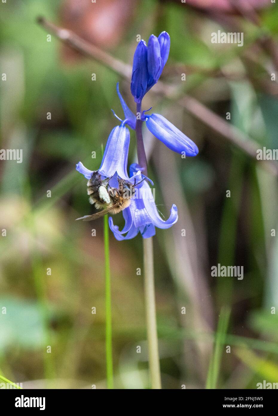 Honey Bee pollinating a native British Bluebell flower Stock Photo - Alamy
