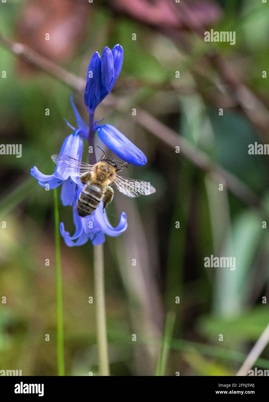 Honey Bee pollinating a native British Bluebell flower Stock Photo - Alamy