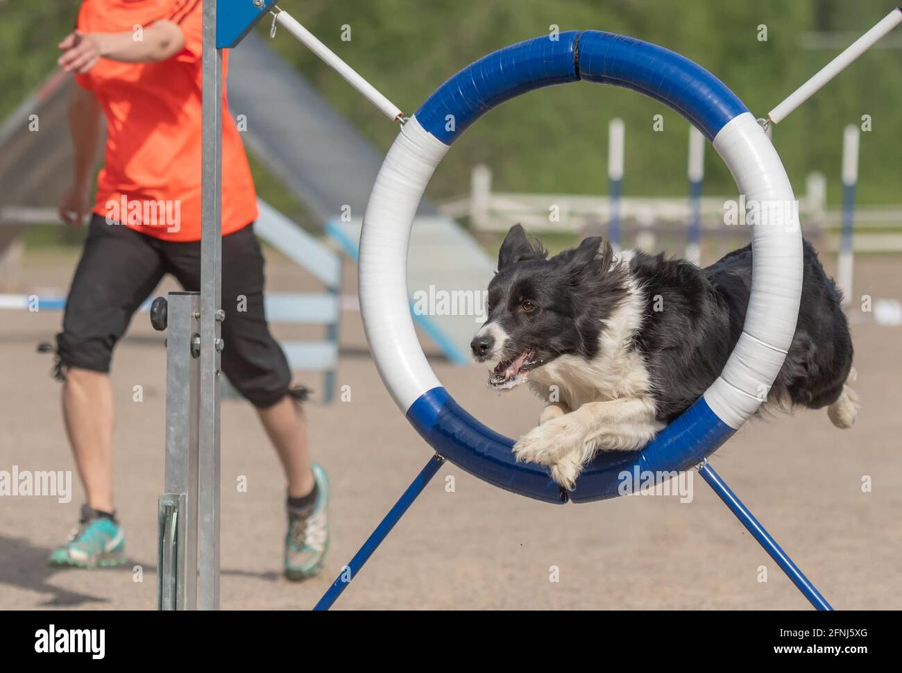 How Big Is A Dog Agility Ring