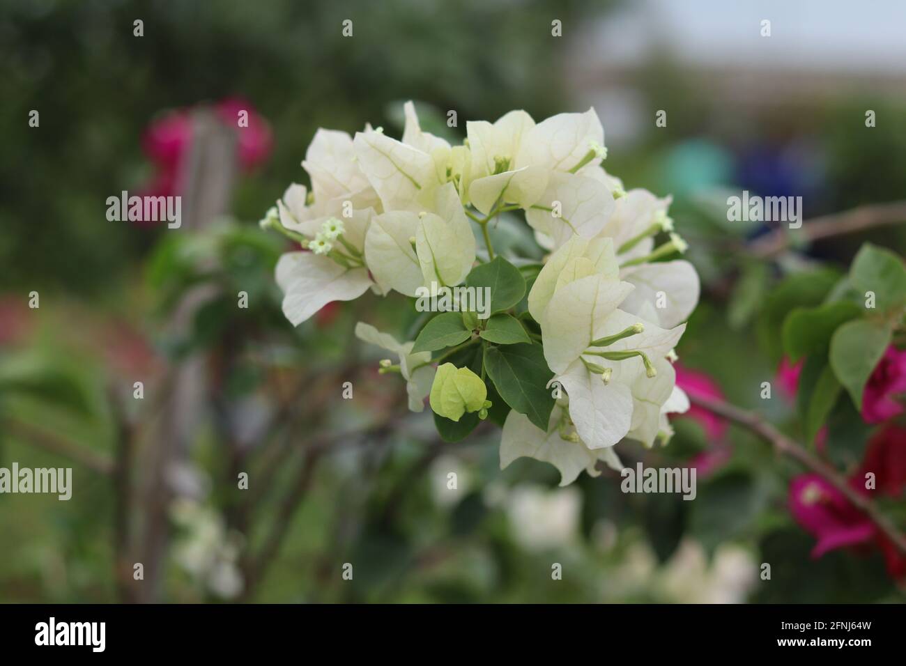 Garden flower background hi-res stock photography and images - Alamy