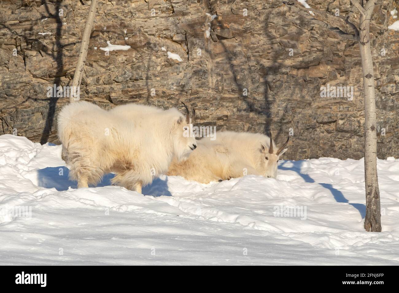 Two mountain goats resting on a snowy landscape area with rocky ...