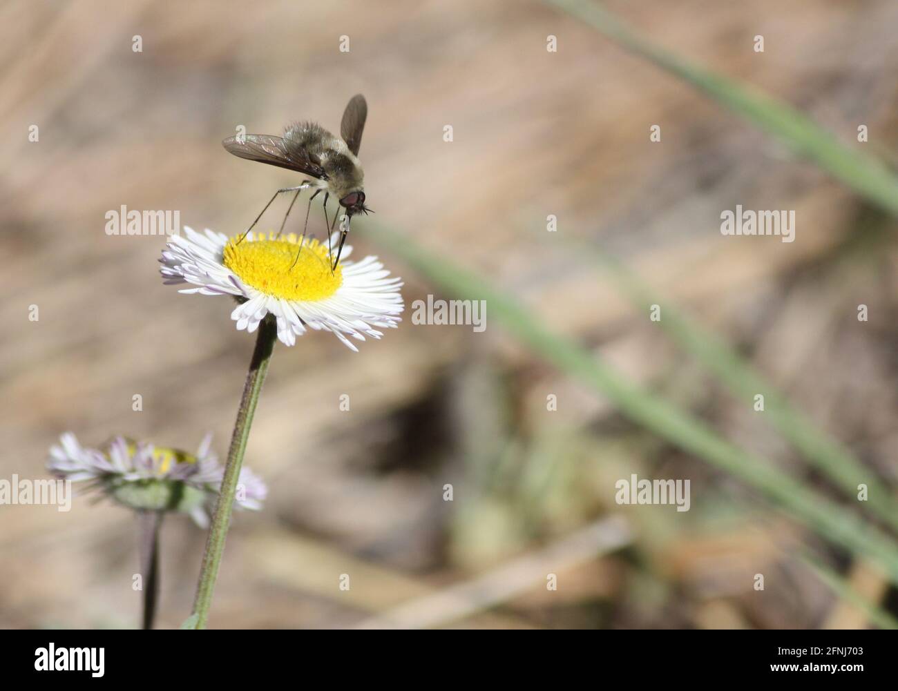 Bug with long proboscis hi-res stock photography and images - Alamy