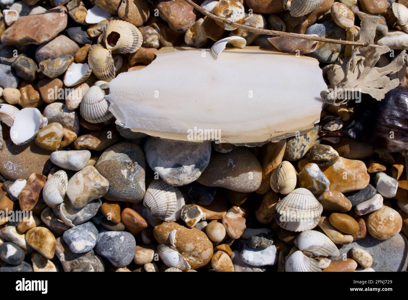 White cuttlefish lying on pebble beach with space for copy Stock Photo ...
