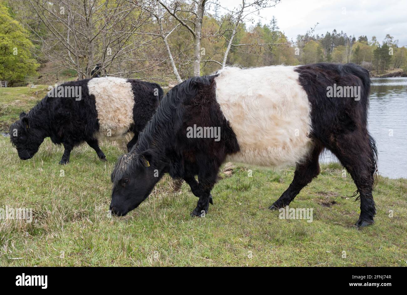 Belted galloway breed hi-res stock photography and images - Alamy