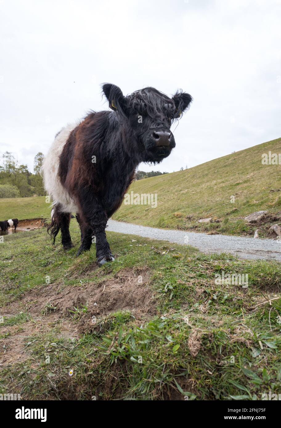 Scottish beef farming hi-res stock photography and images - Alamy