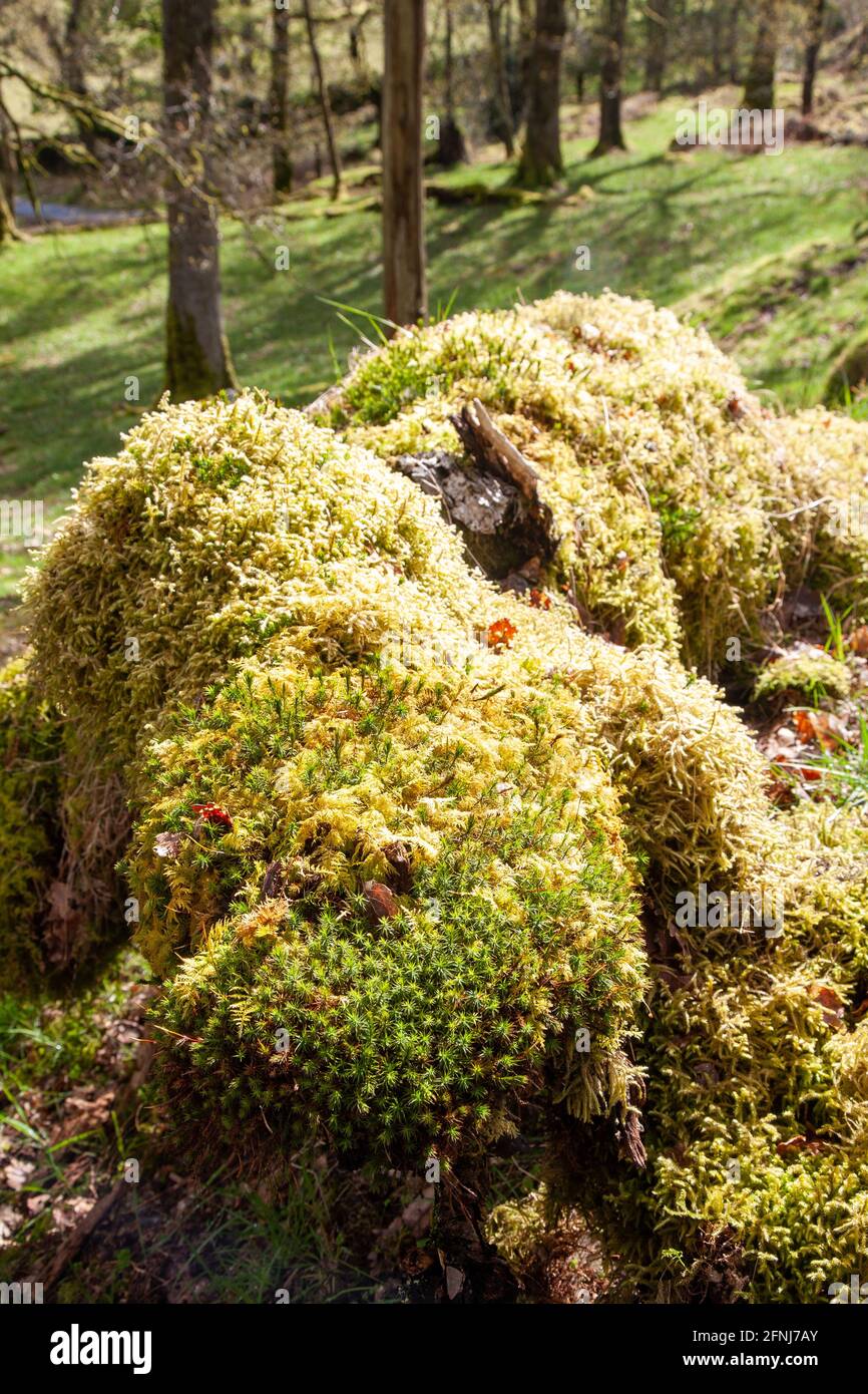 Rock oak hi-res stock photography and images - Alamy