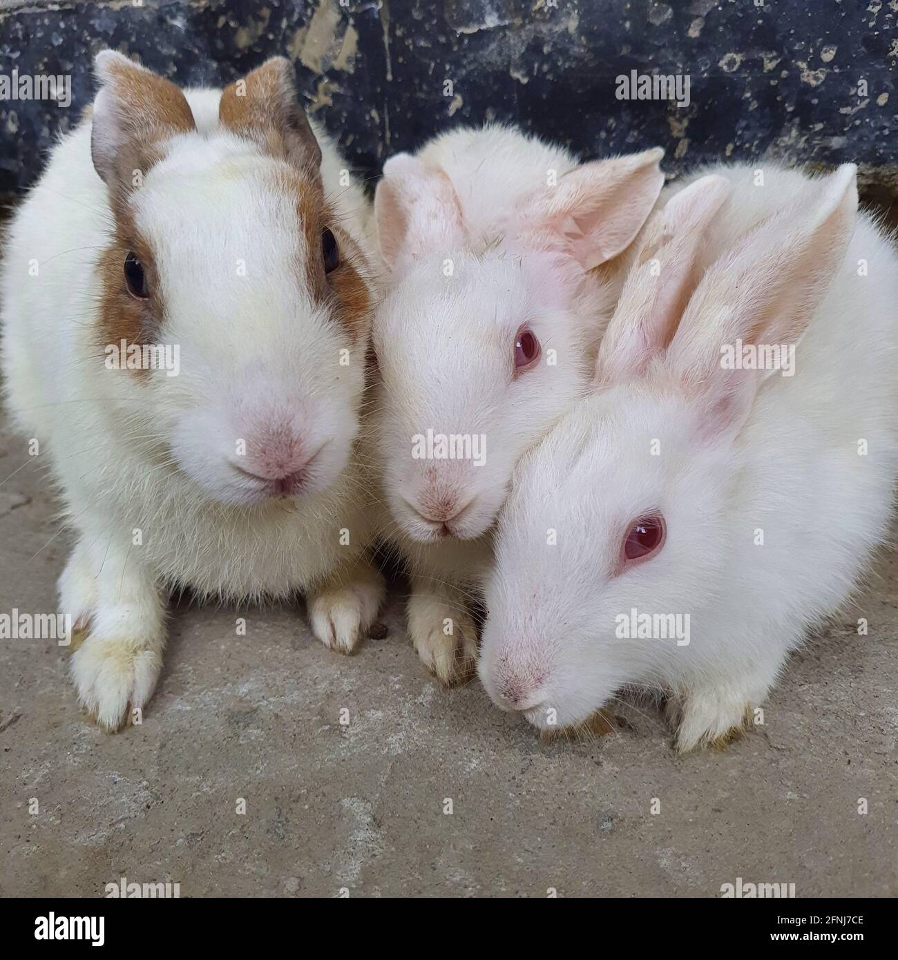 The Beautiful Rabbit Photography Stock Photo - Alamy