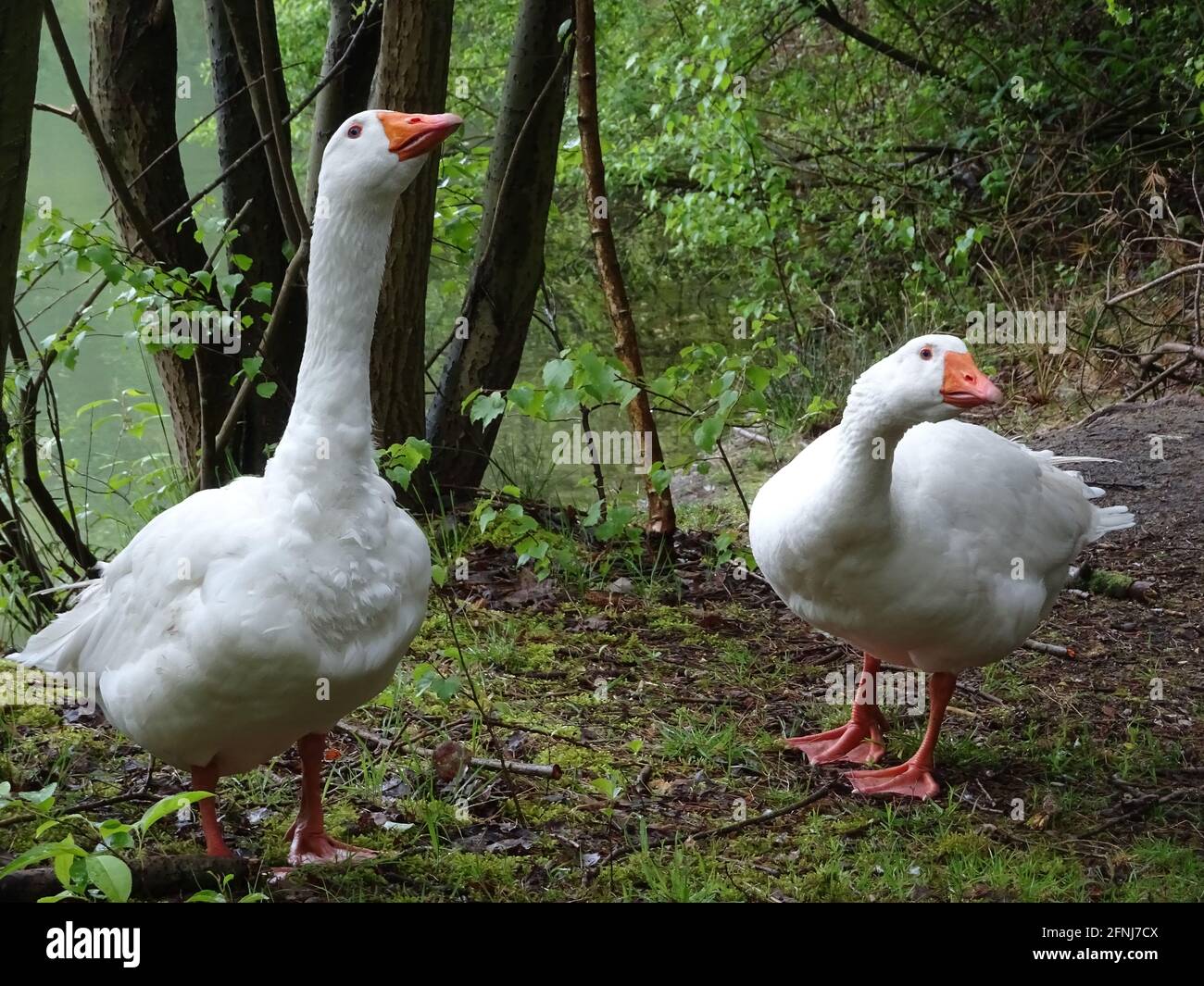 Two curious white Emden geese beside a lake. The water color is light ...
