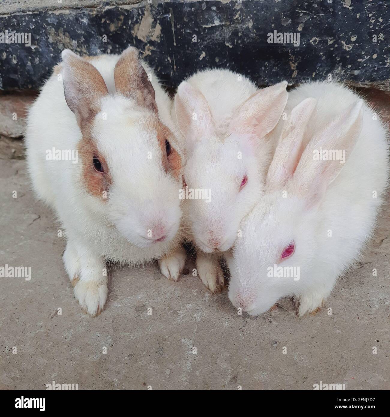 The Beautiful Rabbit Photography Stock Photo - Alamy