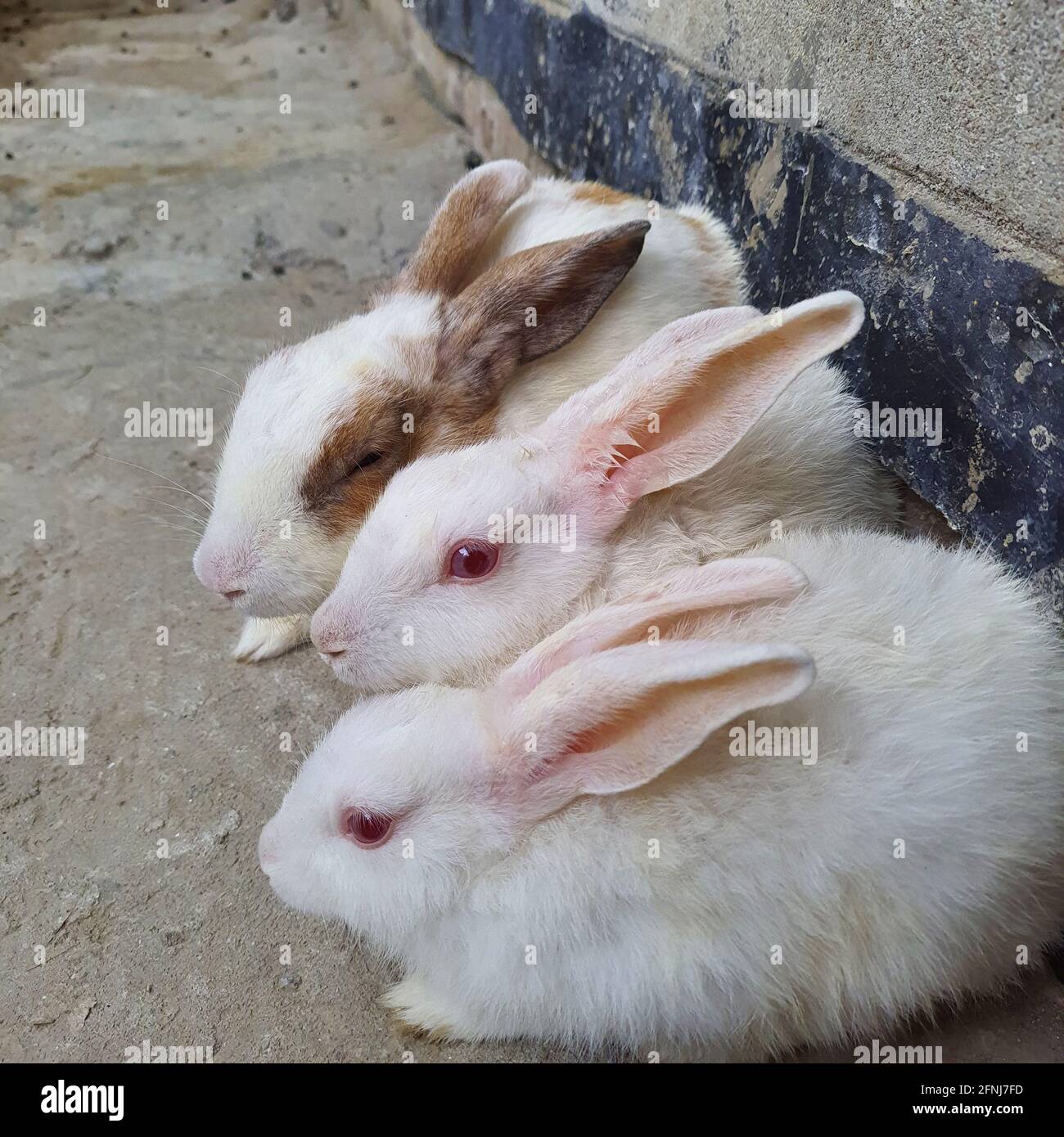 The Beautiful Rabbit Photography Stock Photo - Alamy